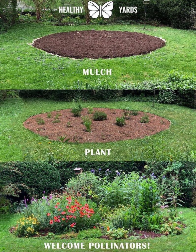 Native Plant Gardening 101 - MercerMe