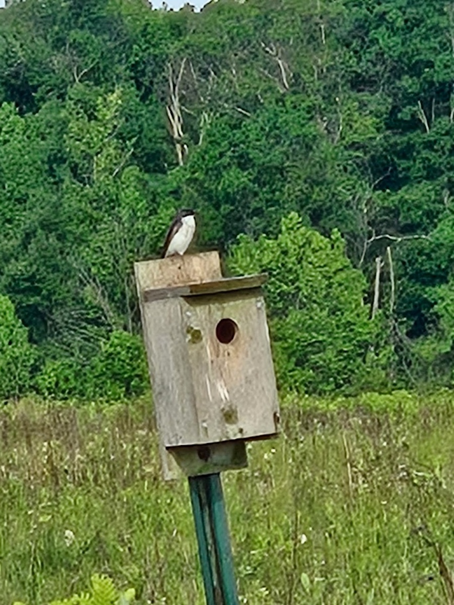 Have you ever….. Gone on a Bird Walk at the Pole Farm? - MercerMe