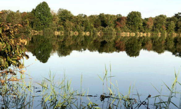 Rosedale Park Awarded $1 Million for Playground, Lake Restoration ...