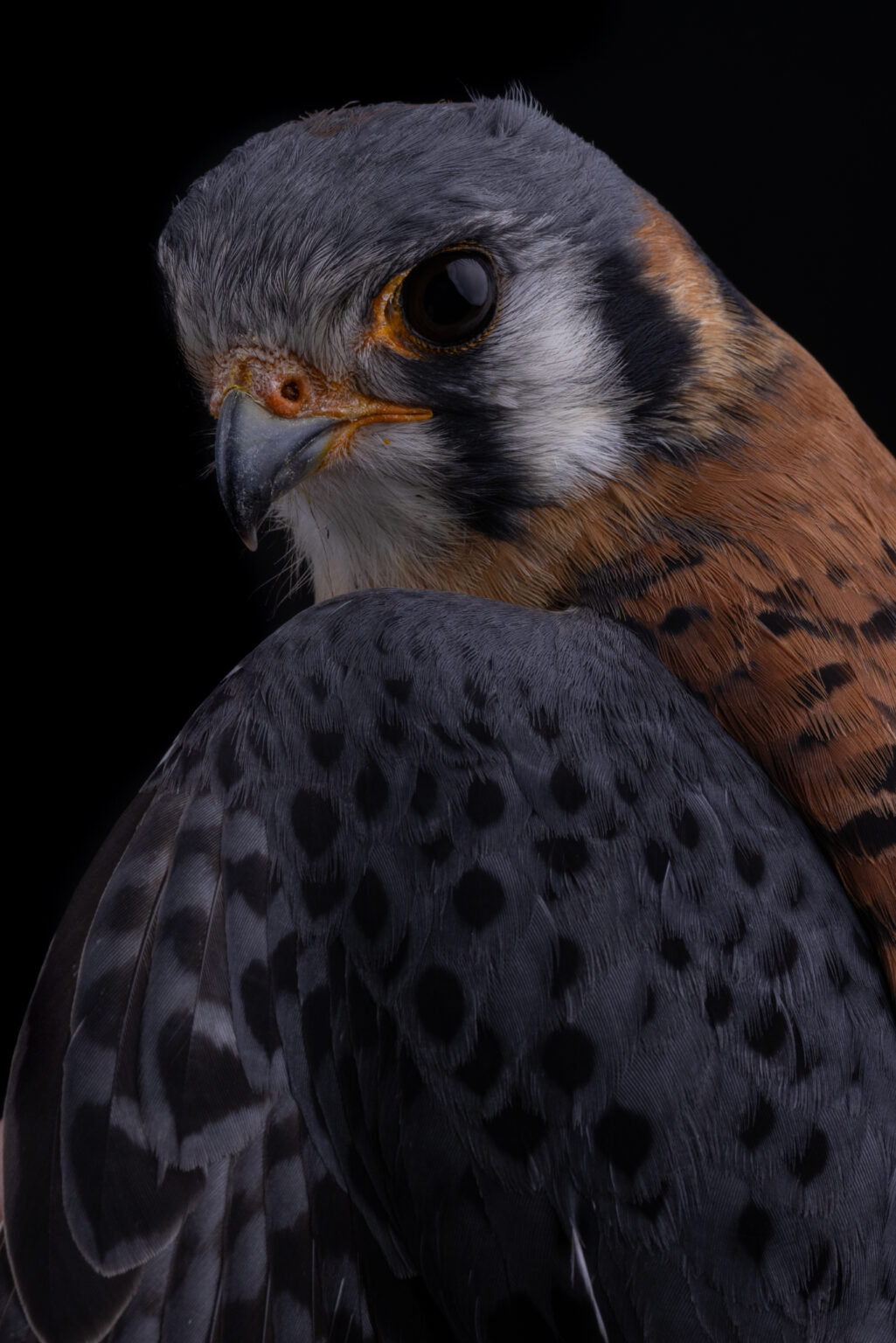 Community Efforts Boost the Kestrel Conservation Cause - MercerMe