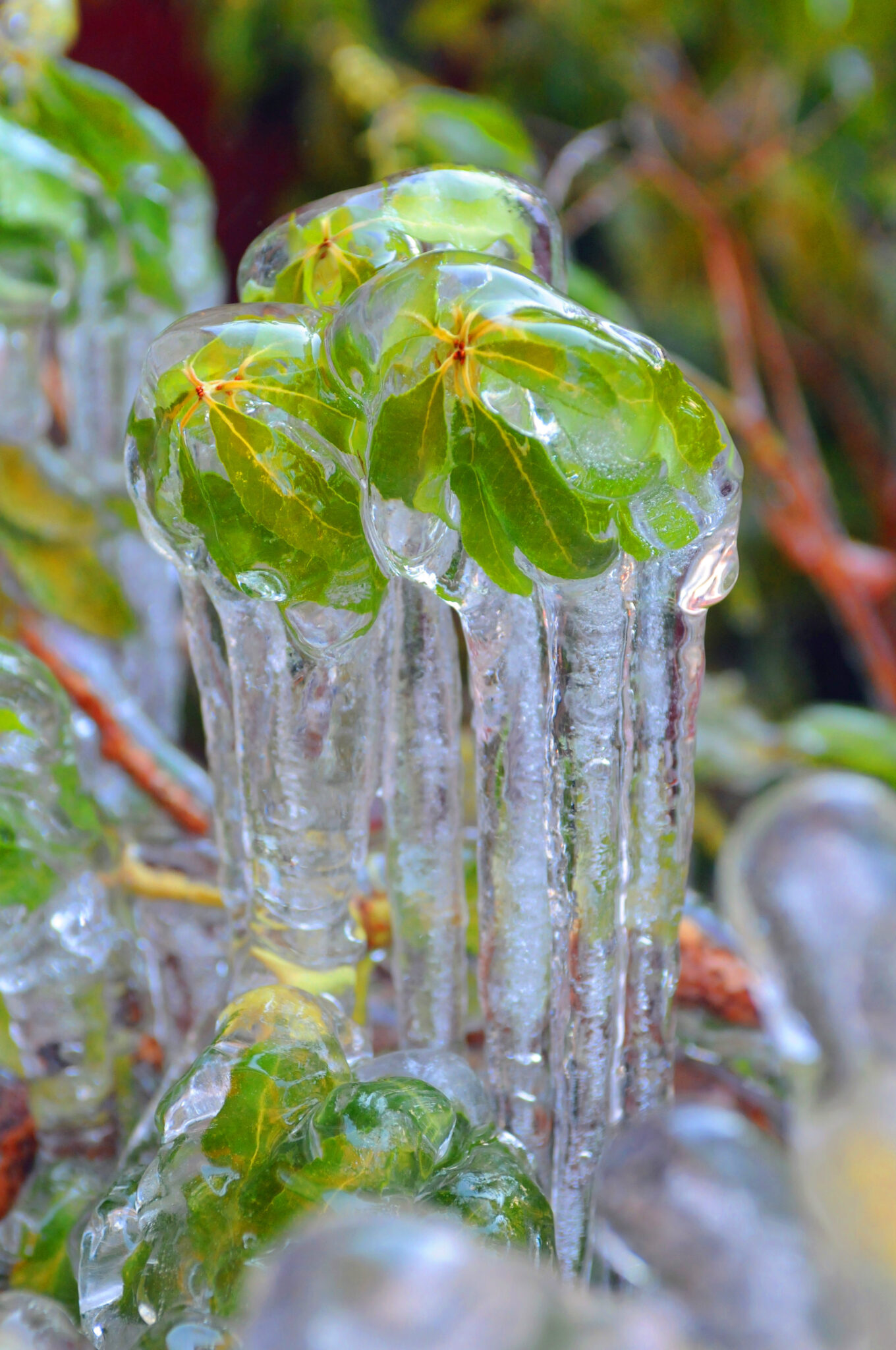 Kim Robinson’s Photography on View at Hopewell Library - MercerMe