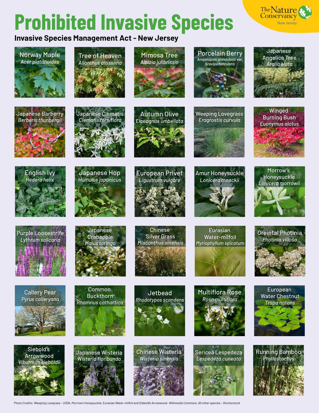 As Planting Season Begins, New Jersey’s New Invasive Species Law Puts ...